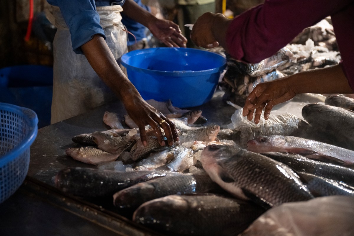 Fish market – UM to Bangladesh